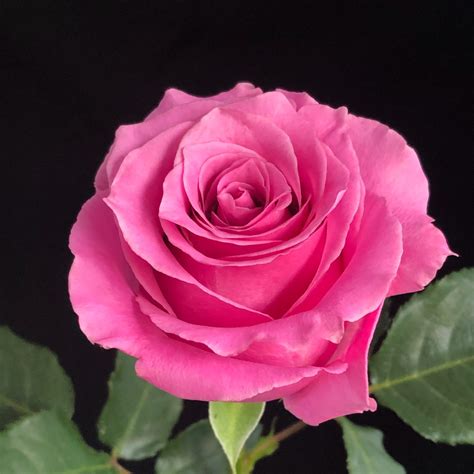 Rose Breathless Wafex