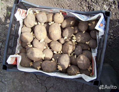 Семенной картофель купить в Петрозаводске Товары для дома и дачи Авито
