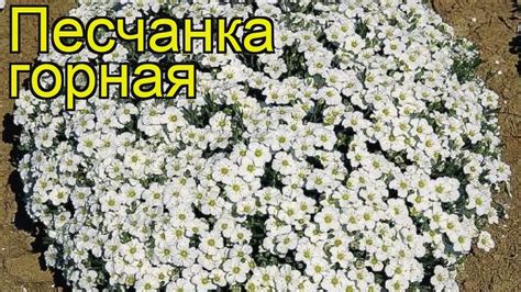 Песчанка горная. Краткий обзор, описание характеристик, где купить ...