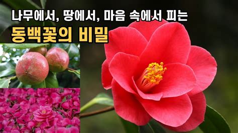 나무에서 땅에서 마음 속에서 피는 동백꽃의 비밀 Youtube