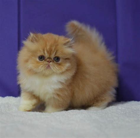 Buy Punch Face Persian Cat/Kitten for Sale in Delhi NCR, India