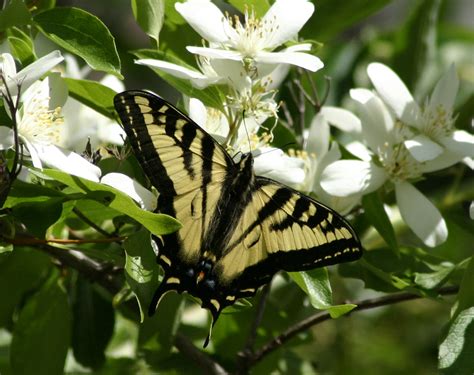The Native Pollinator Habitat Restoration Guide Green Seattle Partnership