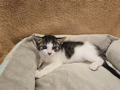 코리안숏헤어 뚜비 엑조틱크기 터키시앙고라크기 페르시안크기 하이랜드폴드크기 애완견크기 반려견크기 소형견무료입양사이트 중형견무료입양사이트 대형견무료입양사이트 미니비숑프리제무료