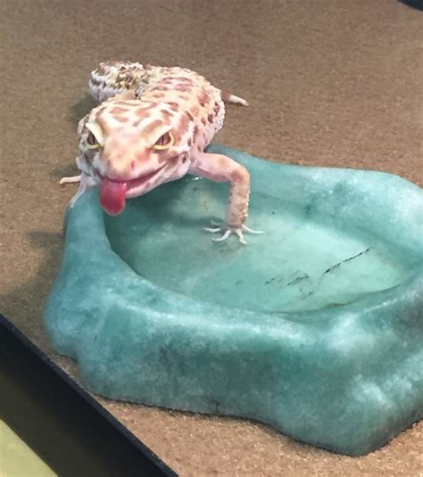 Class Pet Gecko Access Curriculum