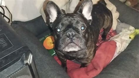 Французский бульдог Штурм и Пакет Сока Youtube