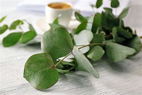 11 Different Types Of Eucalyptus Trees And Shrubs