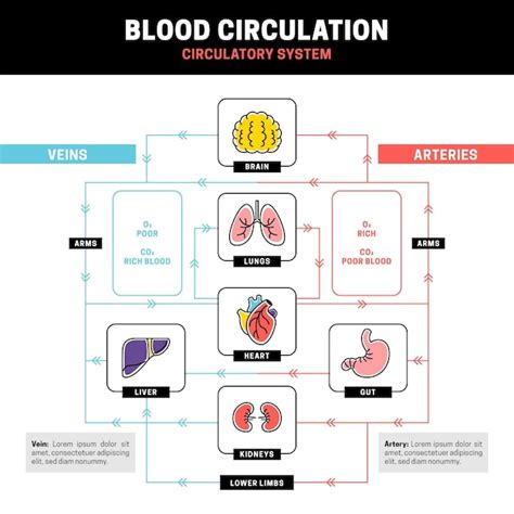 Free Vector Linear Circulatory System Infographic