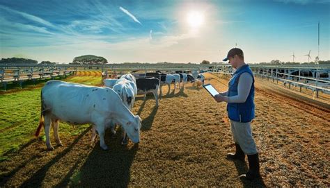 A Hightech Cattle Monitoring System In Use At A Modern Farm Showing