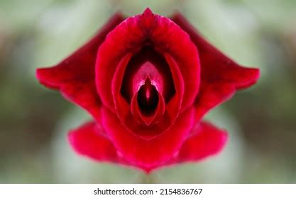 Flower Imitating Female Sex Images Stock Photos Vectors Shutterstock
