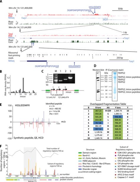 Quantitative Profiling Of Peptides From RNAs Classified As Noncoding Abstract Europe PMC