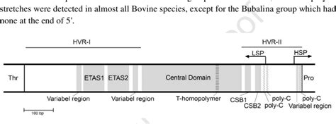 Structural Elements Pattern Of The D Loop Region In Bovine Species The