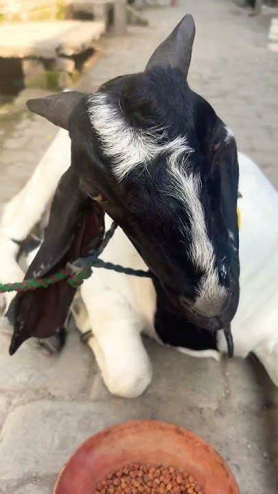 Bakra Eid Aana Vali Ha 🐐 Minivlog Eid Vlog Rohan Ansari 03 Youtube