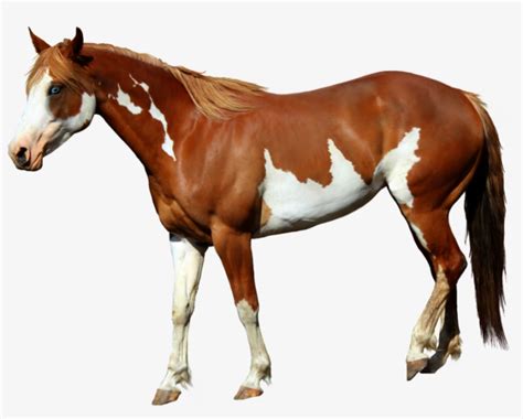 Horse No Background