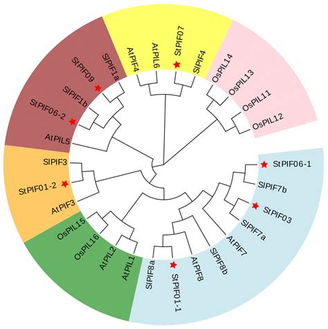 Genome Wide Identification Of Phytochrome Interacting Factor Pif Gene