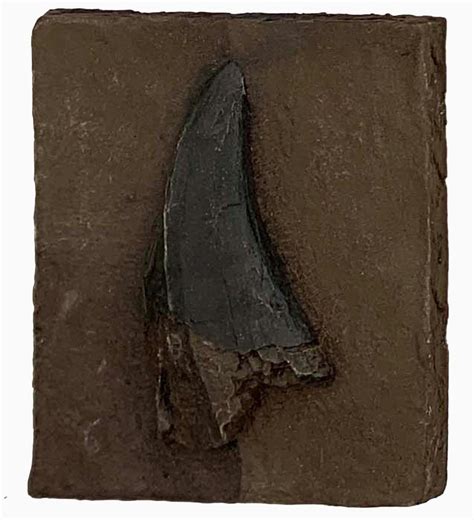 Tyrannosaurus Rex Dinosaur Tooth Replica T Rex As Seen On Tv Dinosaur Fossil Replicas Ll8 100 Etsy