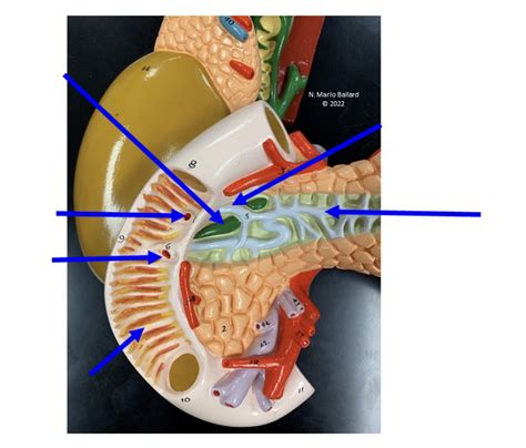 A P LAB DIGESTIVE MODEL Diagram Quizlet