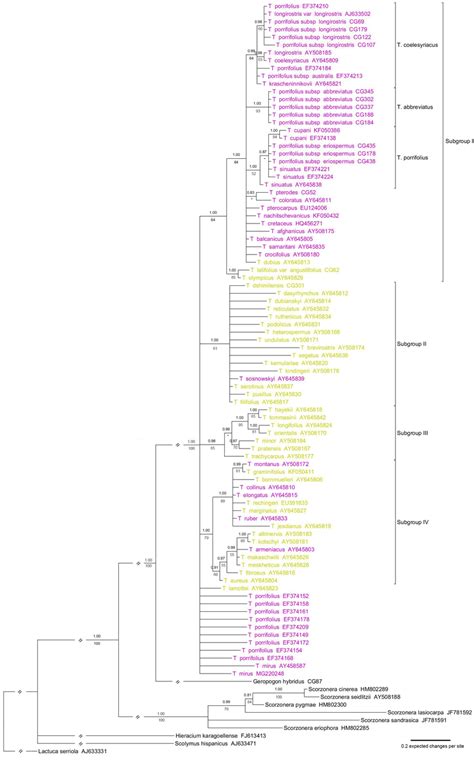 Bayesian Phylogram Majority Rule Consensus Tree Of Tragopogon Taxa