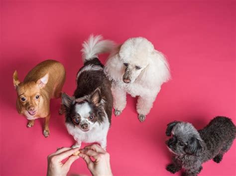 Darum schnüffeln Hunde an unserem Intimbereich