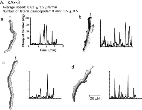 abnormal chemotactic movement of paka null cells and cells expressing
