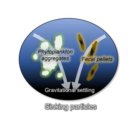 Sinking Particles Dr Jordan Toullec