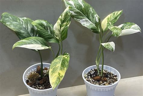 Monstera Lechleriana Care And Propagation Guide The Plant Guide
