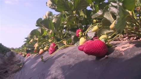 Sinaloa Cartel Sex Trafficking Victims Saved By Informant