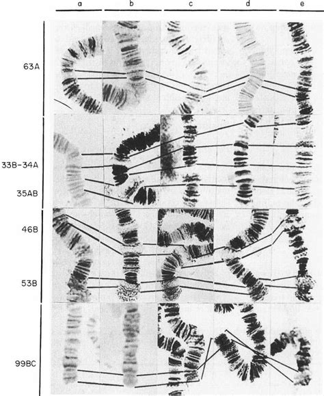 Temporal Puffing Sequences Of Some D Madeirensis Puffs Which Show High