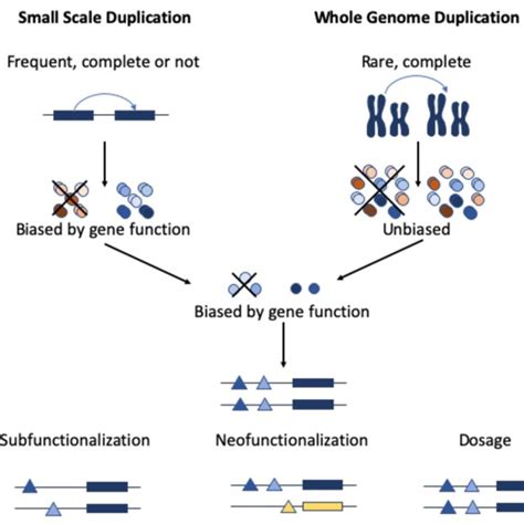 Dynamics Of Gene Duplication Evolution From A Functional Perspective