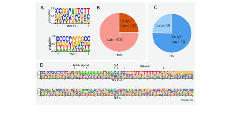 In Silico Analysis Of Inr And Pas Sequences A The Initiator Region In Silico Analysis Of Inr And Pas Sequences A The Initiator Region
