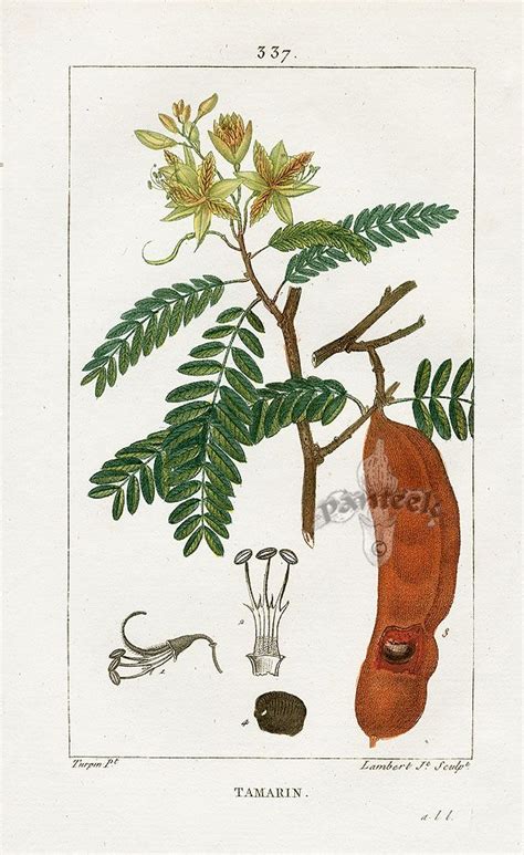 Tamarind Tree Drawing Easy At Sean Goss Blog