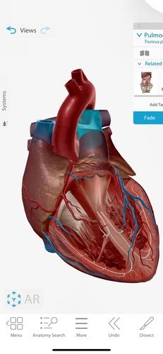 Anatomy Lab Practical 2 Flashcards Quizlet