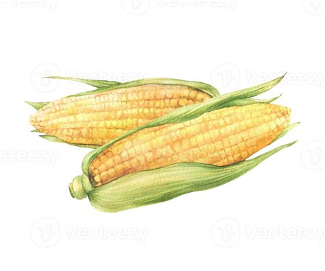 Two Corncobs Or Sweet Maize Cobs Yellow Grain Vegetable With Green Husks Leaves Watercolor