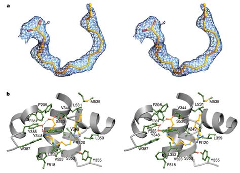 Complex Cyclooxygenase And Arachidonic Acid