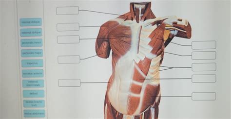 solved ternal obliqueexternal obliquepectoralis