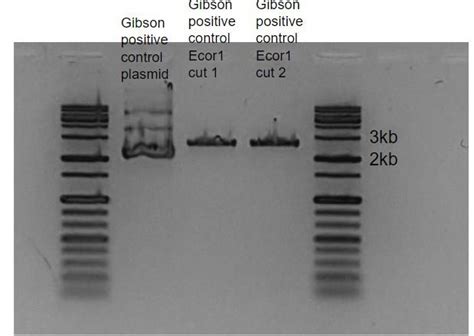 Neb Gibson Assembly Positive Control Doesnt Work Why Researchgate