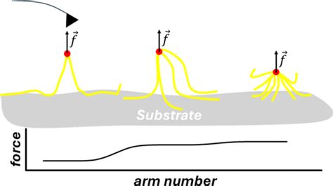 Effect Of Macromolecular Architecture On Adhesion Langmuir