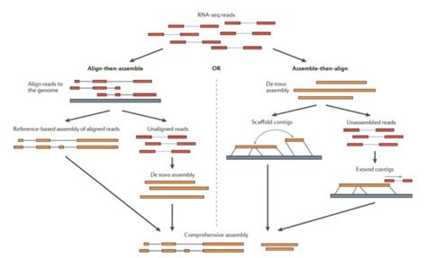 High Throughput Sequence Data Quality Control Part 1 Fastqc By Shortlong Seq Bioinformatics