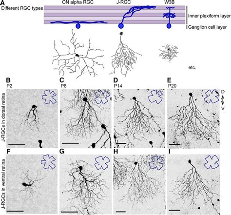 Developing J Rgcs In The Postnatal Retina A Diversity Of Rgc