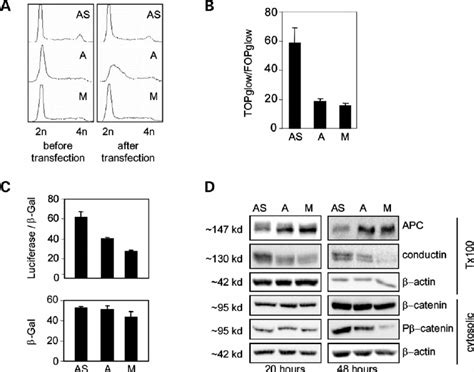The Transcriptional Activity Of B Catenin Is Down Regulated At The Download Scientific Diagram