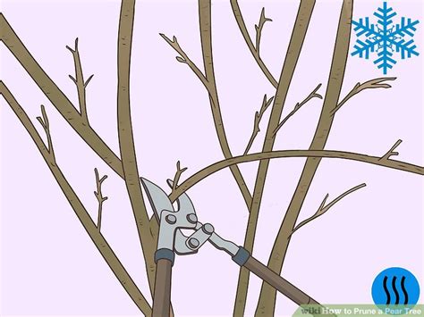 How To Prune A Pear Tree 12 Steps With Pictures WikiHow