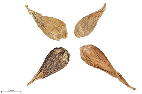 Sicyos Waimanaloensis Seeds Of Hawaii