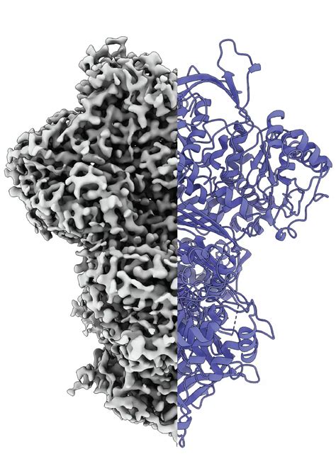 The Dynamic Nature Of Proteins Insights From Mips Research Science