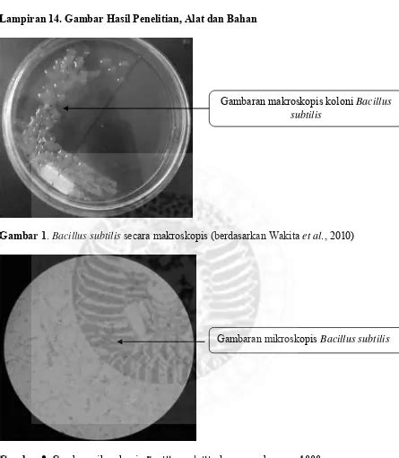 Bacillus Subtilis Shape