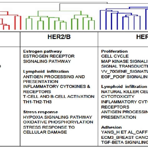 her2 subgroups identified by unsupervised hierarchical clustering of 44