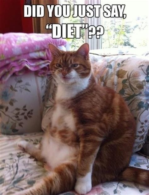 Sit On My Face Funny Quotes Quotesgram