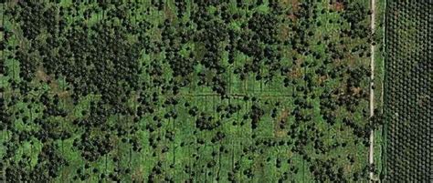 Mengenal Pathogen Ganoderma Pada Kelapa Sawit Volume Ii Pt Mitra