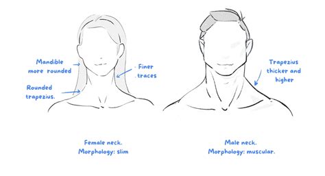 How To Draw A Neck Blog Dessindigo