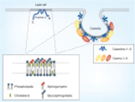 Caveola Composition Download Scientific Diagram