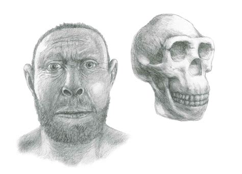 The Whole Story Of Human Evolution From Ancient Apes Via Lucy To Us