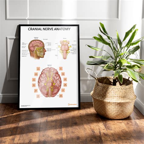 Cranial Nerve Anatomy Chartposter Laminated Anatomystuff